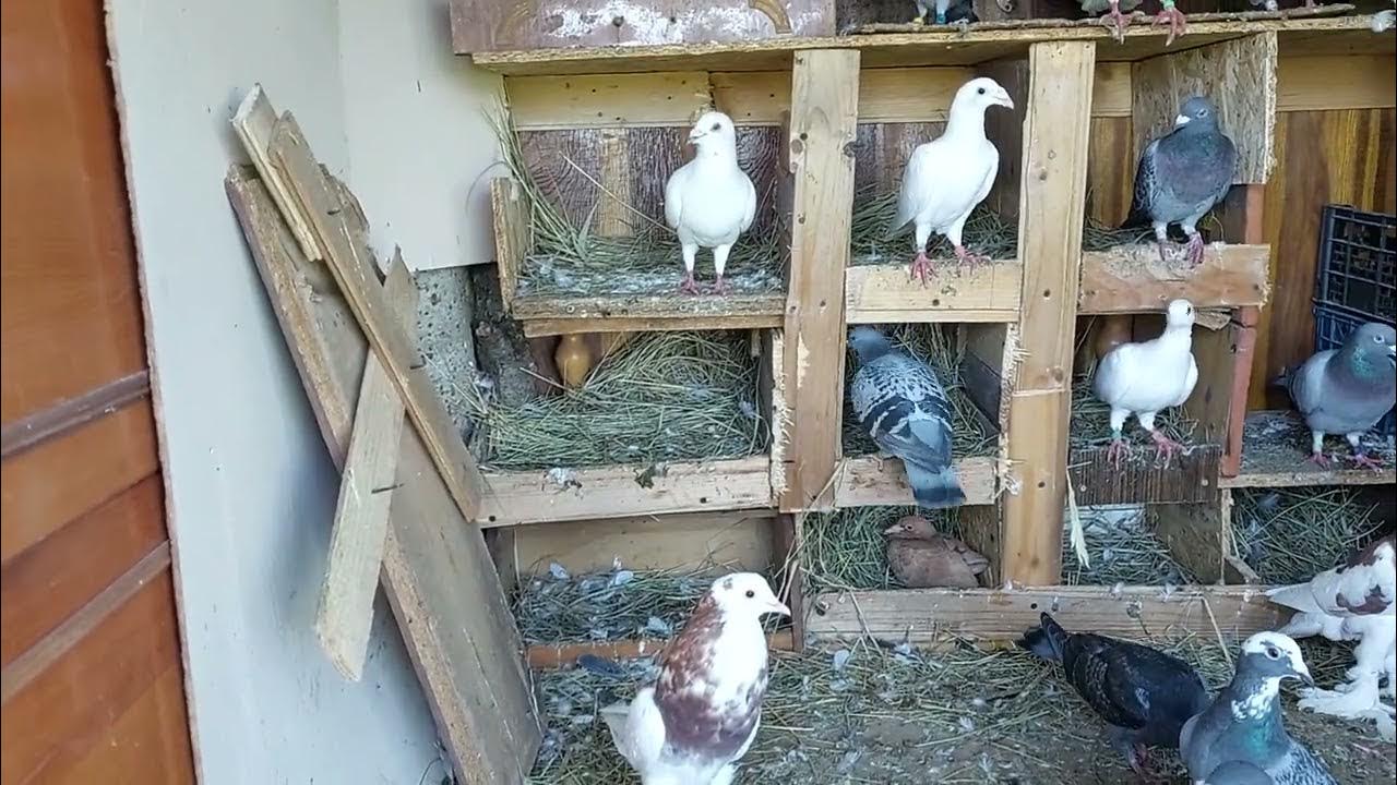 Голуби.🕊 Підсумок роботи голубятника🕊. Плани на подальше ведення каналу ...