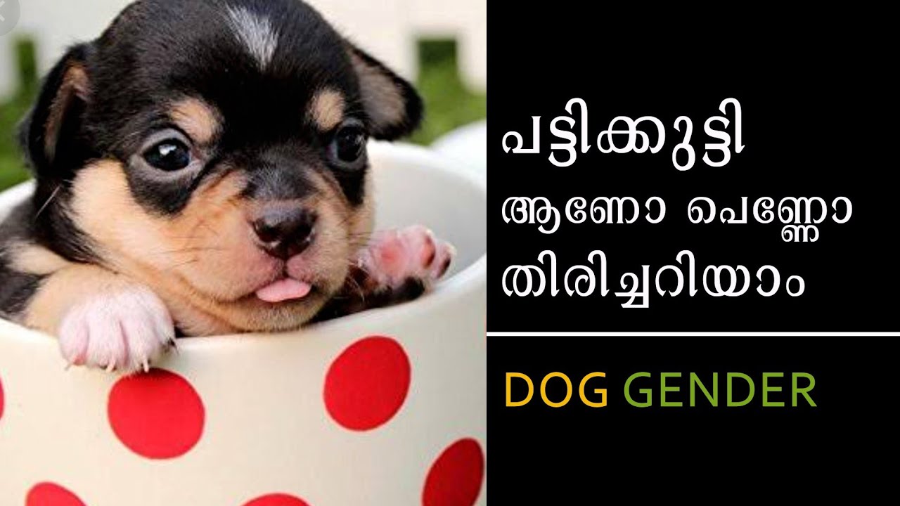 how to know puppy dog gender - YouTube