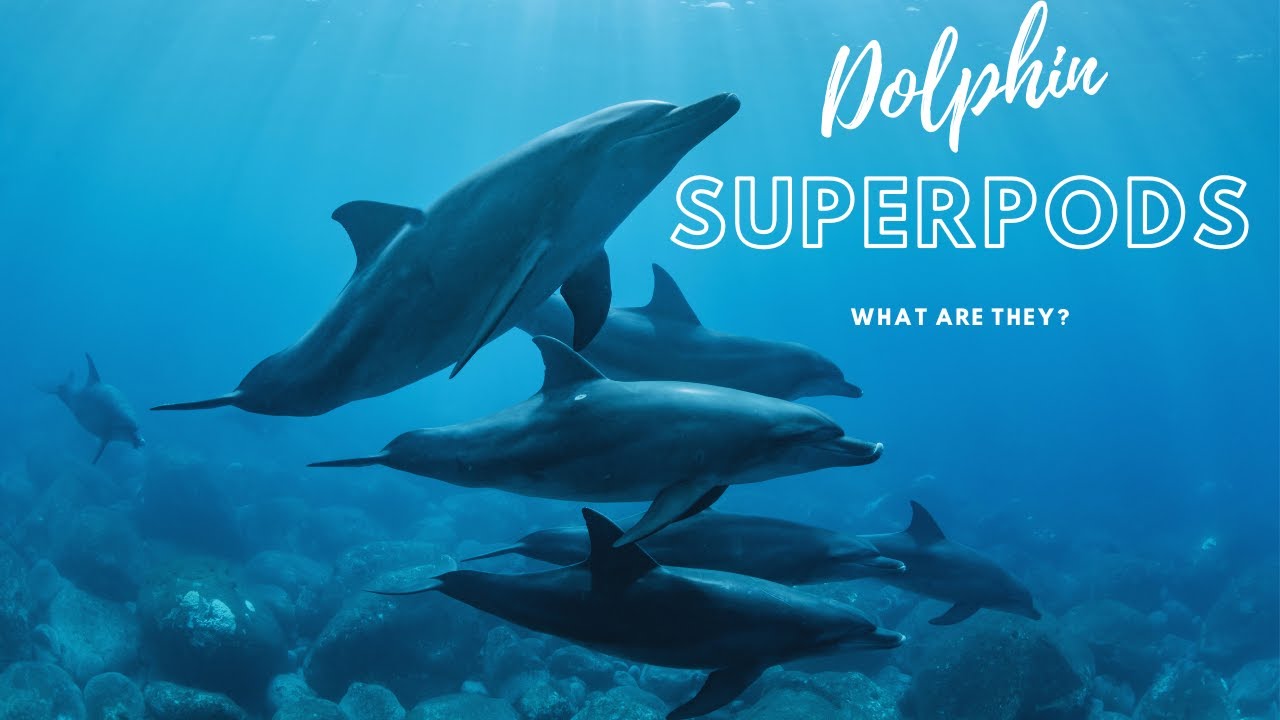 Unleashing the Power of the Dolphin Superpod - YouTube