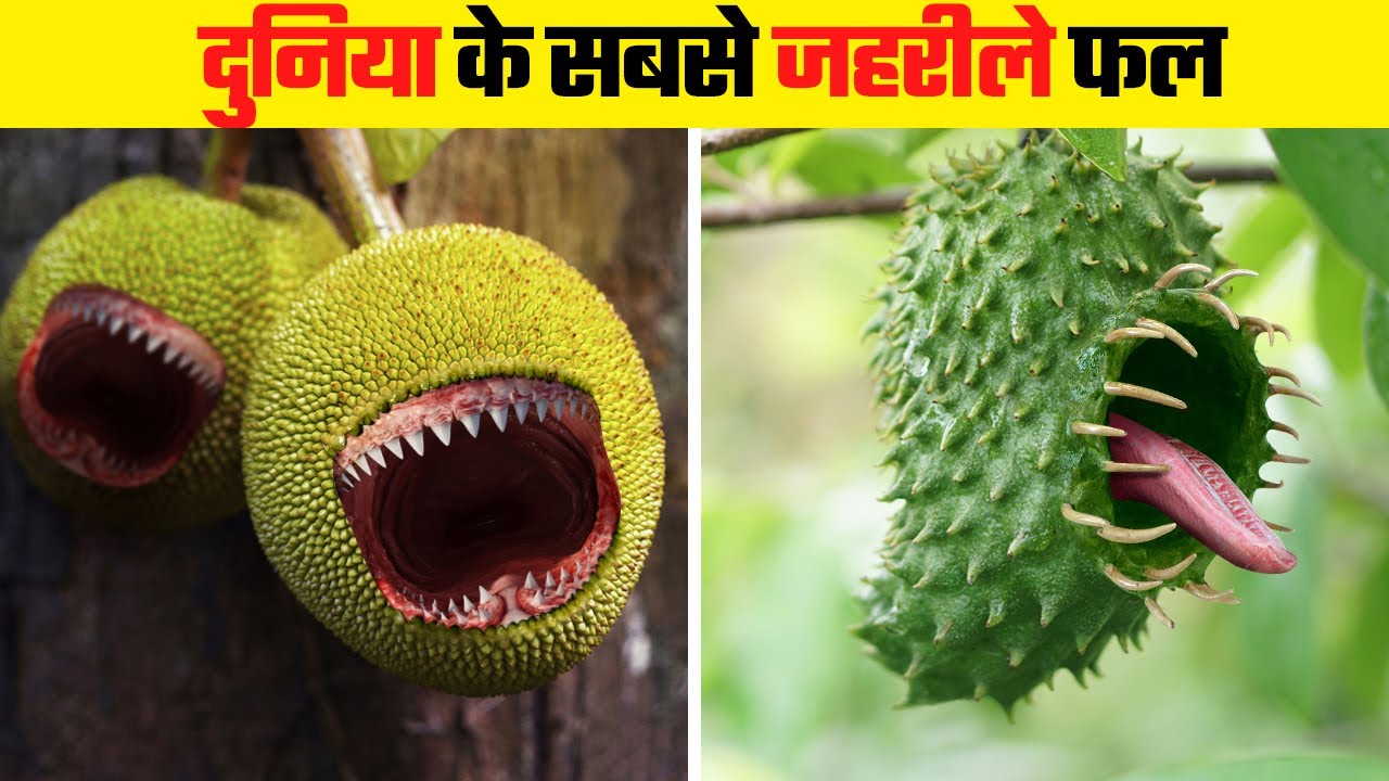 दुनिया के सबसे जहरीले फल | Most Poisonous Fruits in the World - YouTube