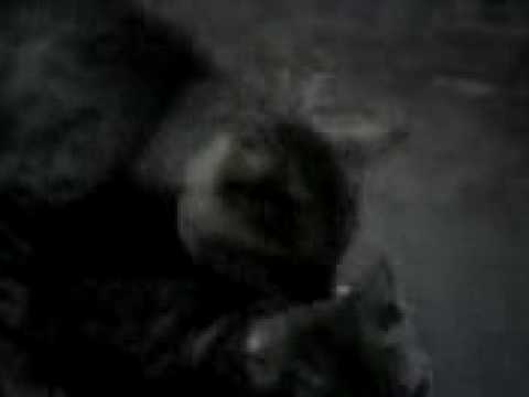 gatos fornicando - YouTube