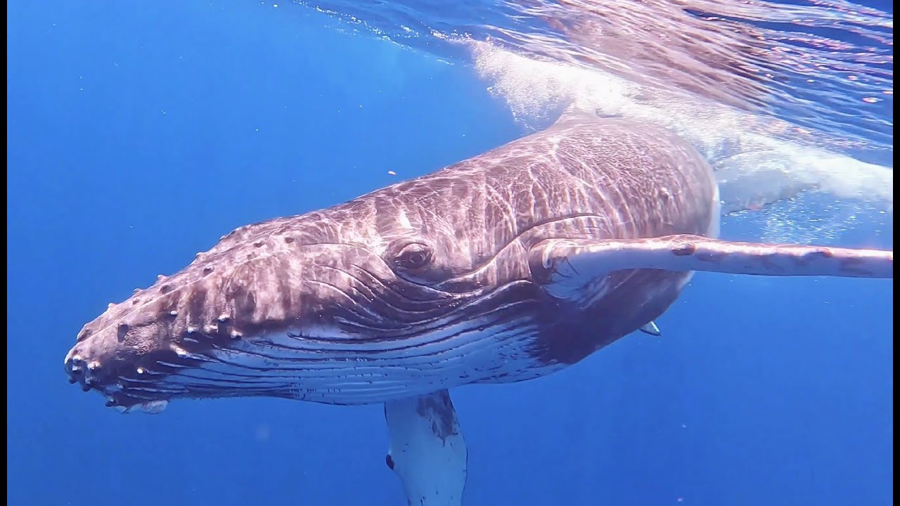 Whale Wisdom Retreat 2024 - YouTube