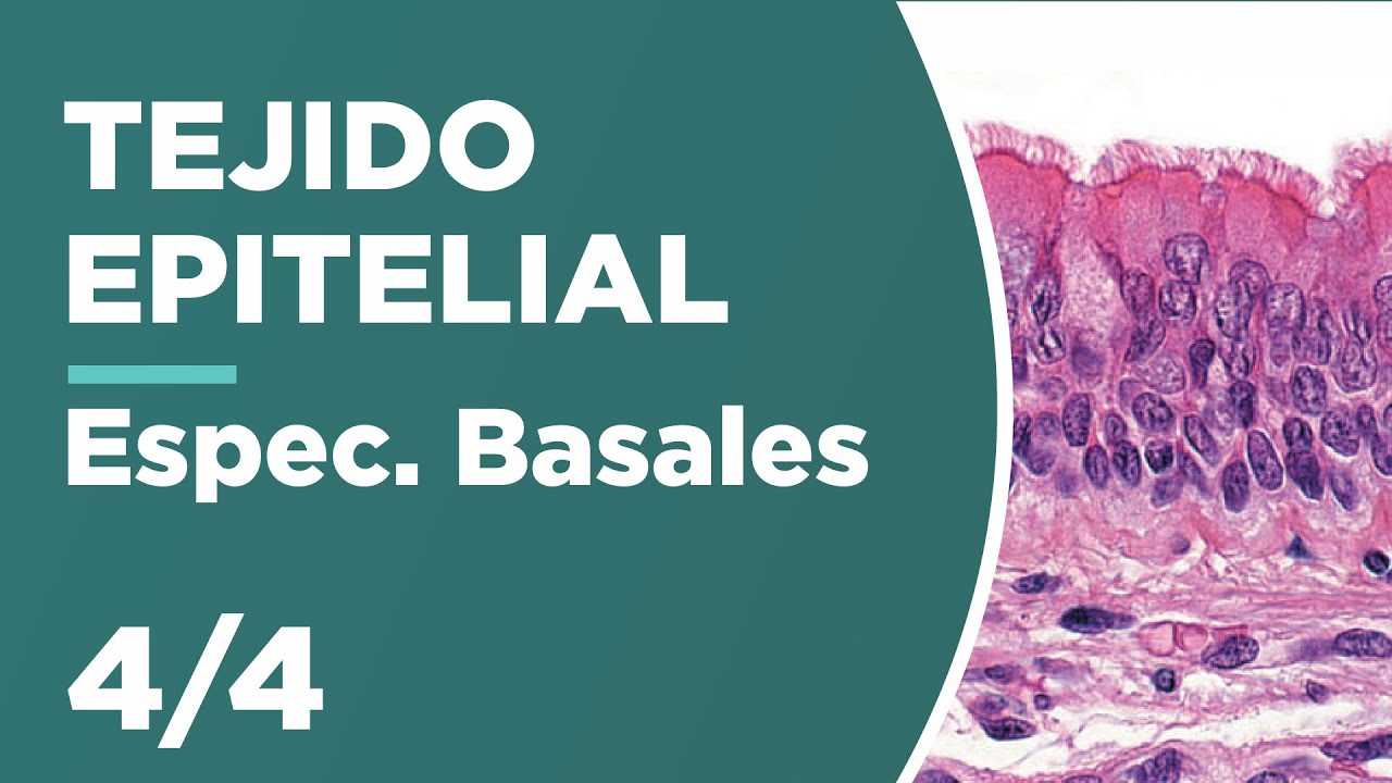 TEJIDO EPITELIAL 4/4 Especializaciones Basales 🔬 - YouTube