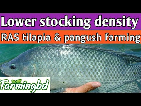 Lower stocking density.RAS tilapia & pangush fish farming. - YouTube