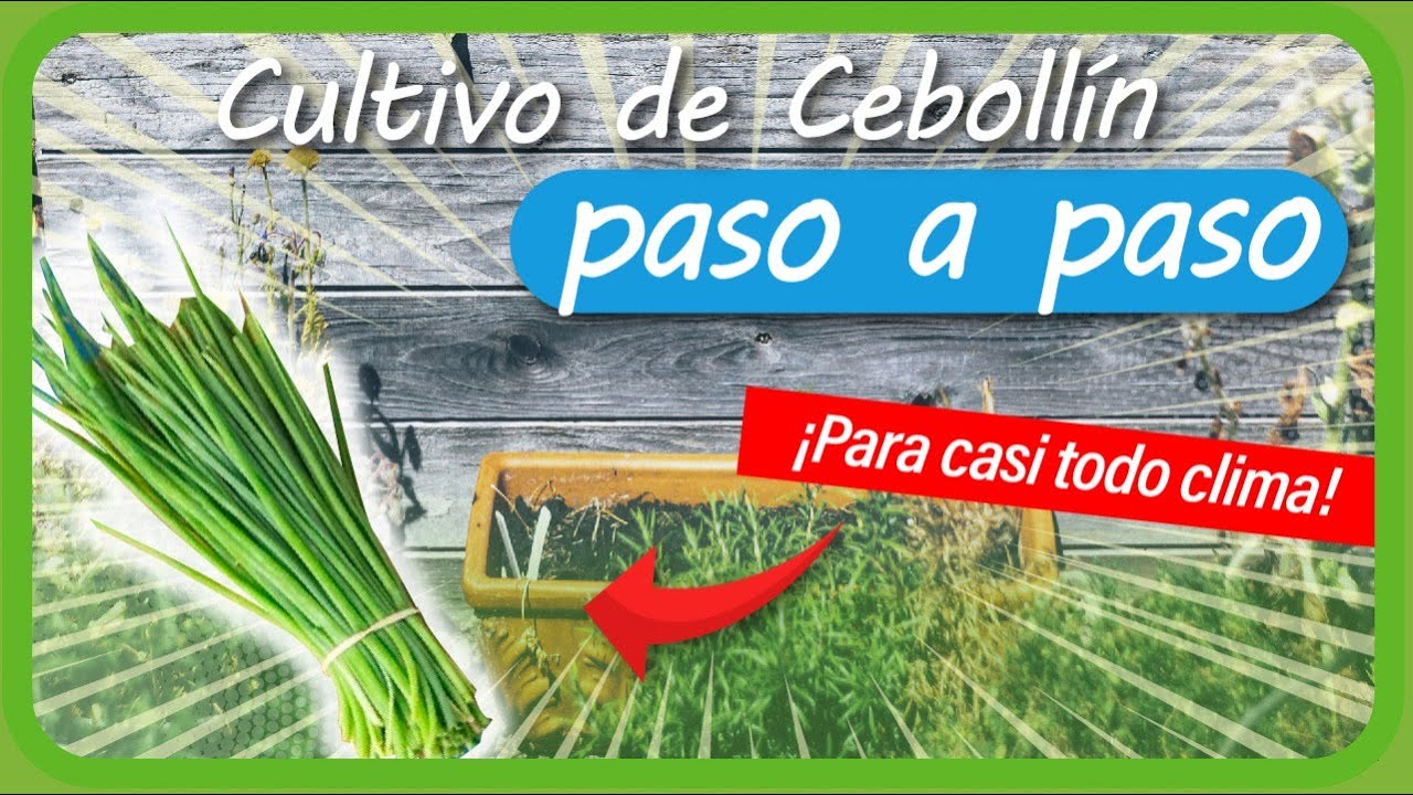 Cultivo de CEBOLLIN paso a paso en la Huerta Urbana (Cebollino) - YouTube