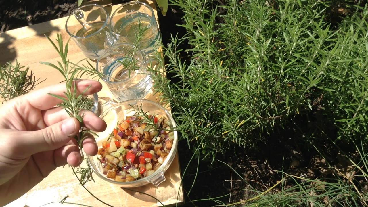 Rosemary Folk Lore, Tea, Italian Herbs, and Potatoes - YouTube