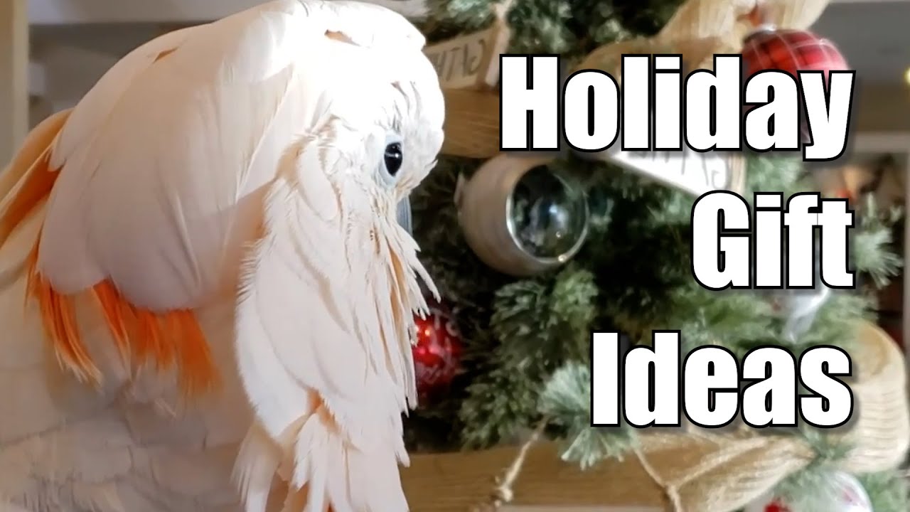Max Suggests Holiday Gift Ideas for Parrot Lovers | Second Day of ...