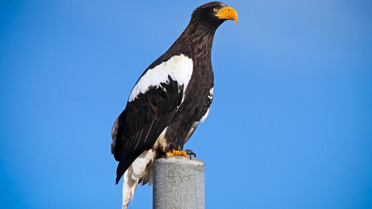 steller's sea eagle Sounds To Attract Other Eagles 🦅 - YouTube