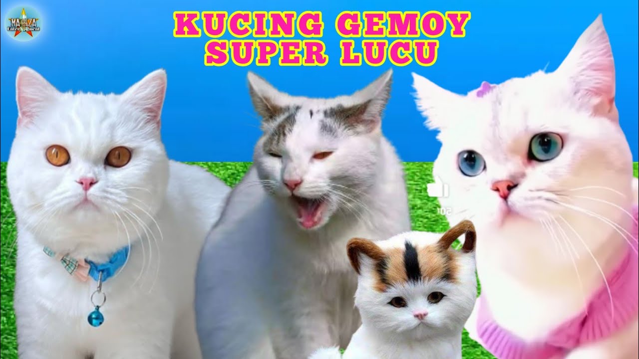 KUCING MEONG MEONG ‼️ KUCING GEMOY SUPER LUCU ‼️ SUARA KITTEN MEONG ...