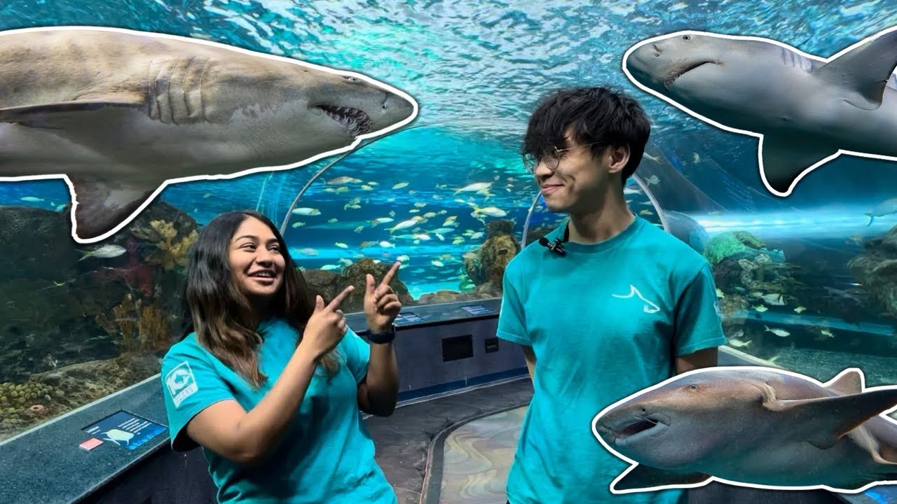 SHARKS! SHARKS! SHARKS! - YouTube