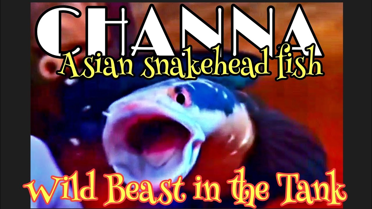 CHANNA Asian snakehead fish || wild beast in the TANK - YouTube