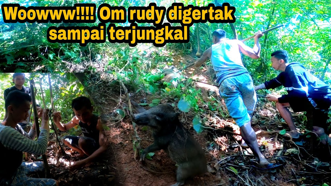 Tutorial pemasangan jerat,setelah 3 hari langsung poin 2 ekor hama babi hutan - YouTube