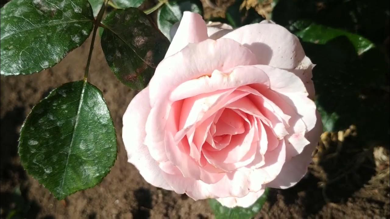 Роза 🌹 шраб Шлосс Ойтин. - YouTube