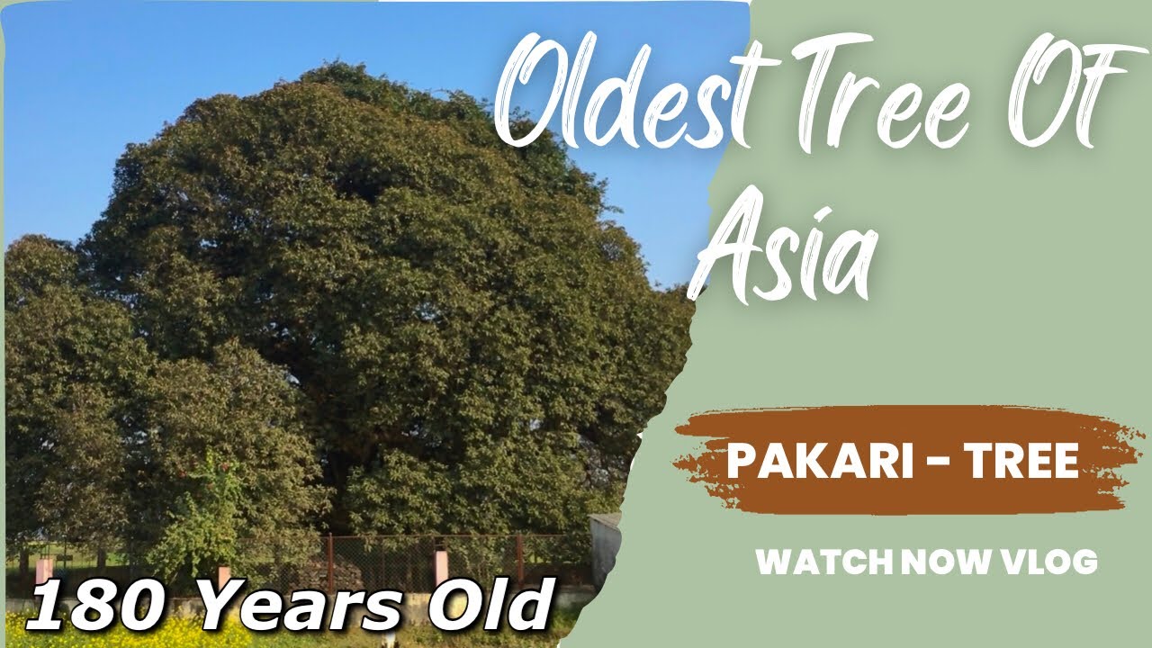 Oldest Tree Of Asia - Pakari Tree - YouTube