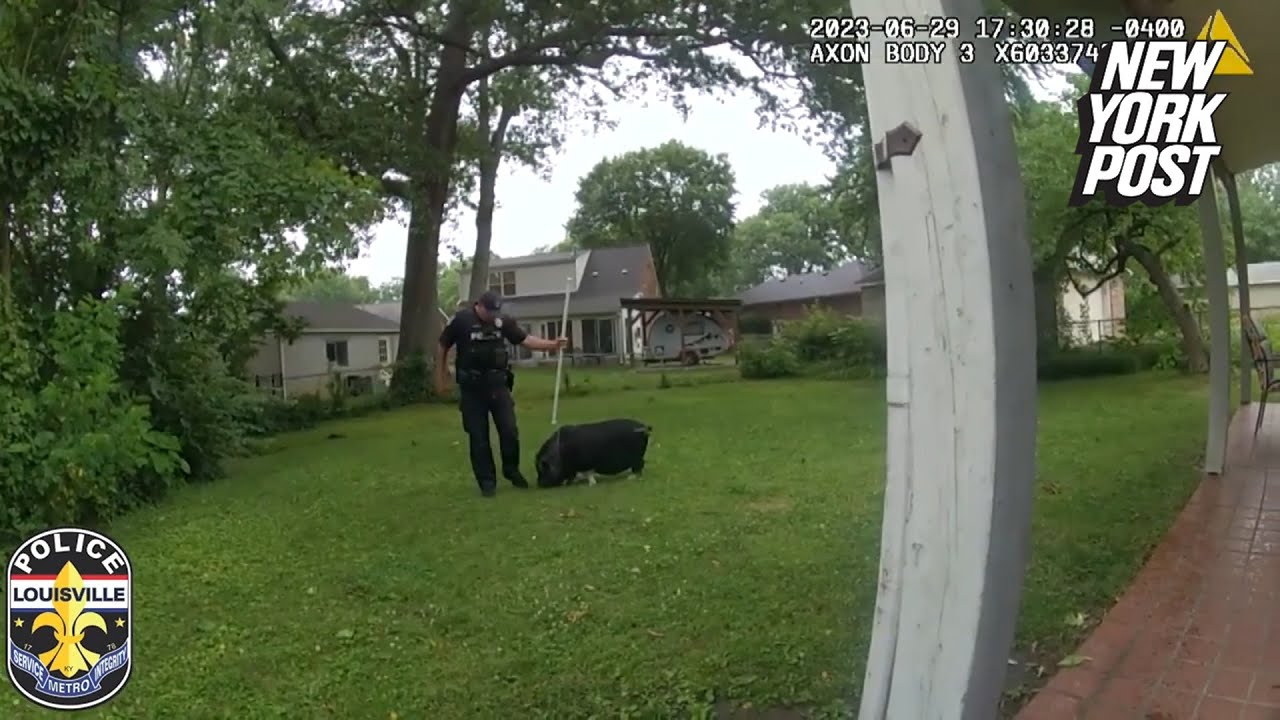 Hilarious video shows cops chasing escaped pet pig named Mr. BaconBits ...