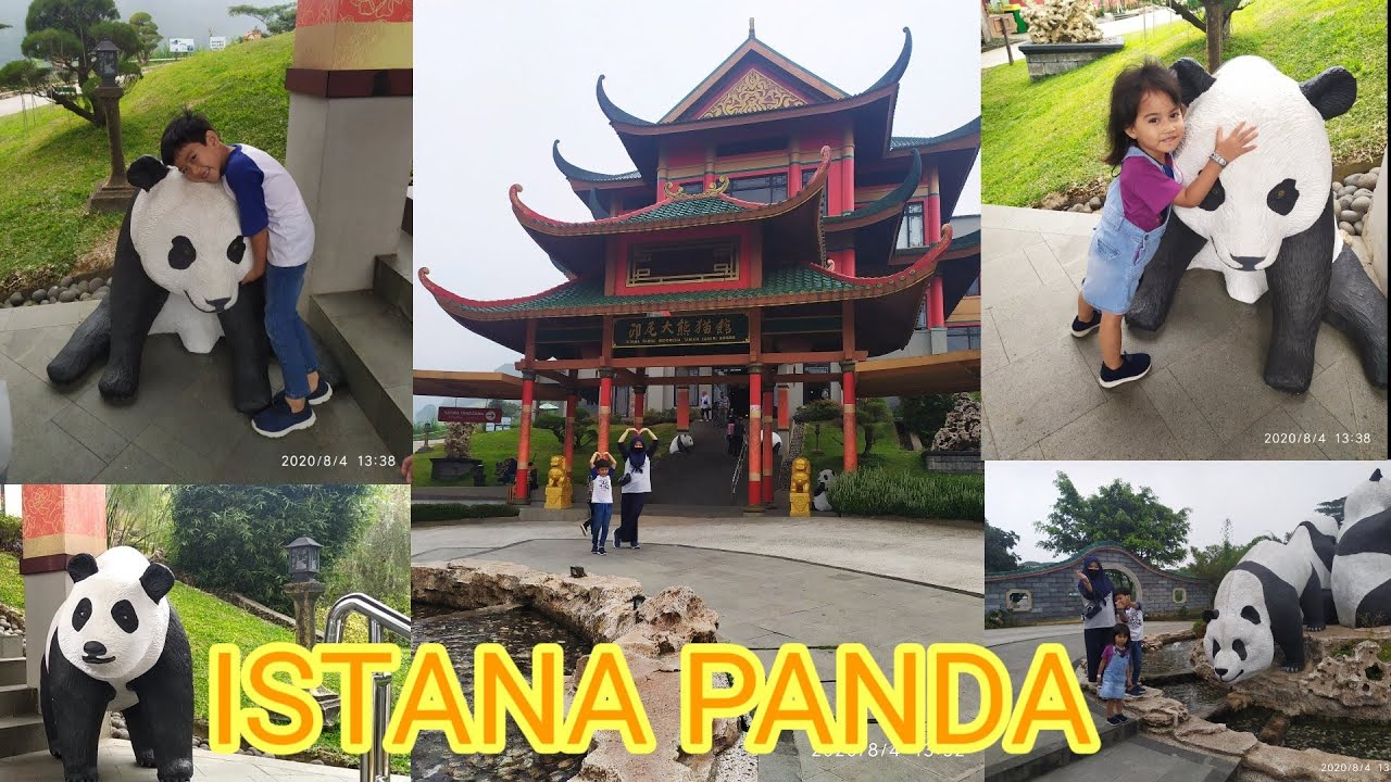 Istana Panda - Giant Panda Taman Safari Bogor #Tamansafaribogor - YouTube