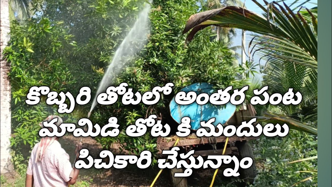 Intercropping mango lime orchard in coconut plantation || Spraying ...