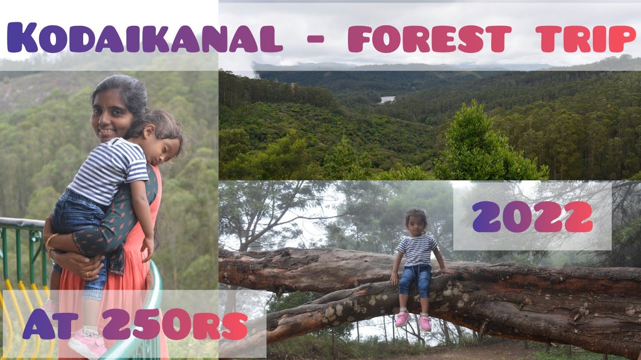 Kodaikanal Forest Trip | கொடைக்கானல் | At 250 rs per head | van safari at Moir view point - YouTube