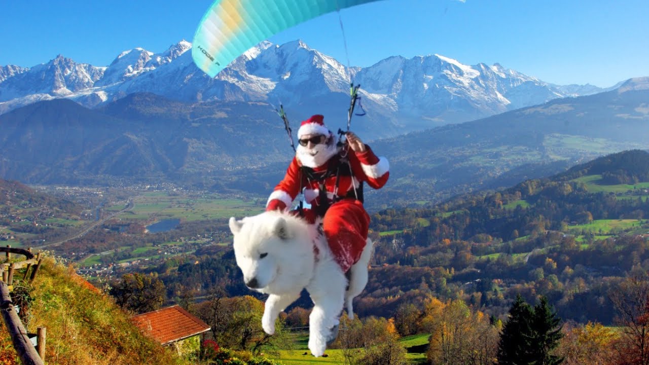 Rescued Dog Goes Paragliding With His Owner...And Loves It! - Animal ...