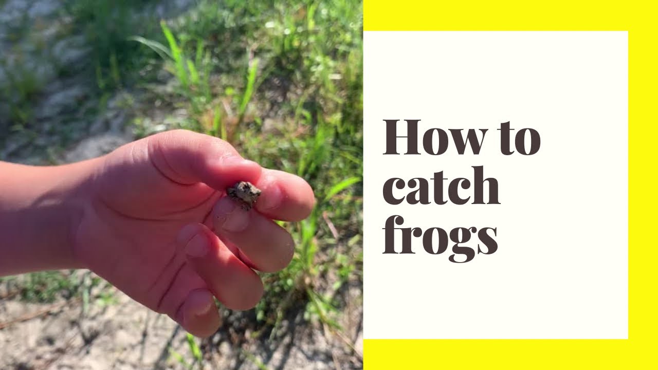 How to catch frogs - YouTube