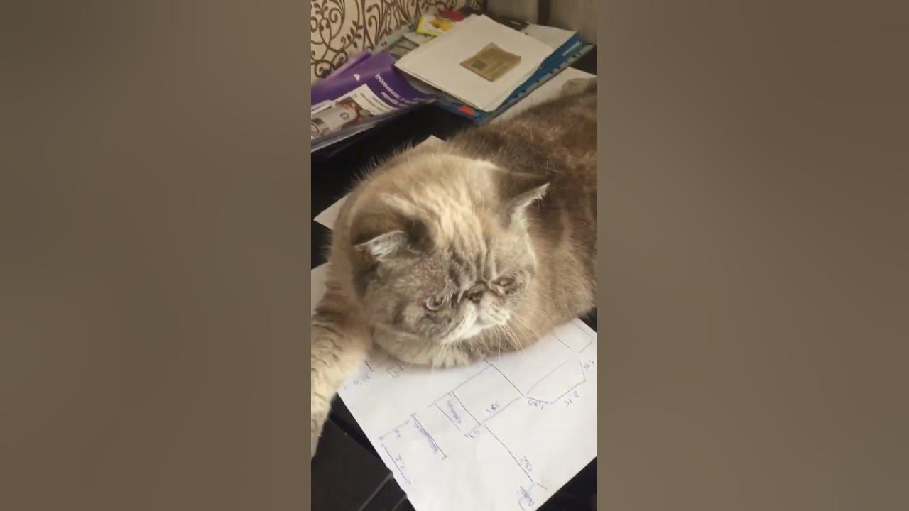 Кот Матис - YouTube