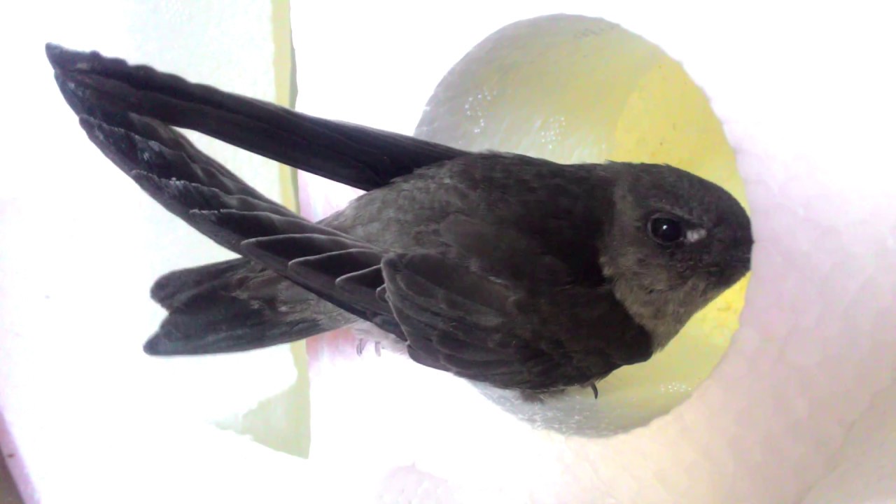 Swiftlet sound (tieng chim con) - YouTube