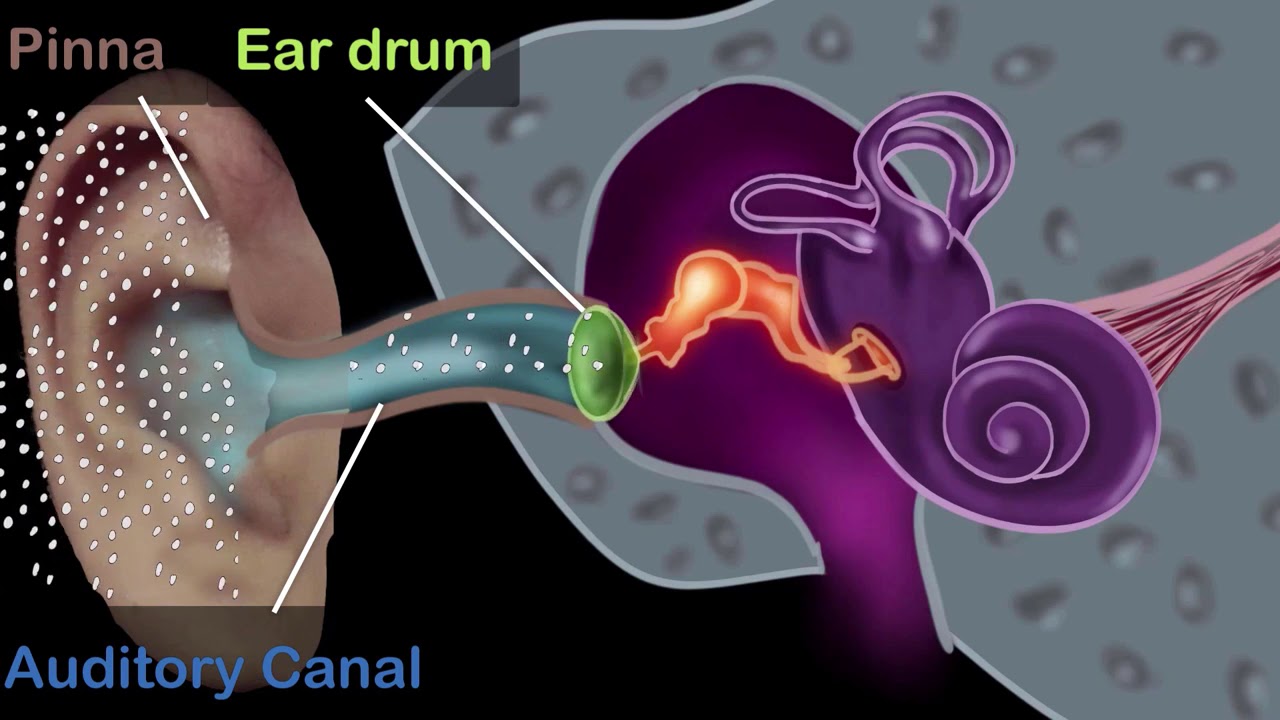 Outer ear structure, anatomy and functions - YouTube