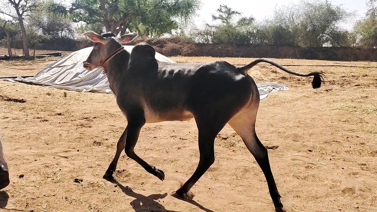 नागौर नस्ल के ऐसे काले बछड़े बहुत कम देखने को मिलते हे // NAGAURI BULL ...