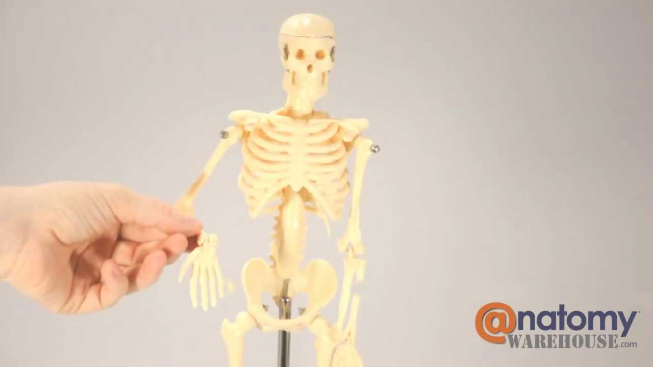 Tiny Tim Skeleton Anatomy Model by AnatomyWarehouse.com - YouTube