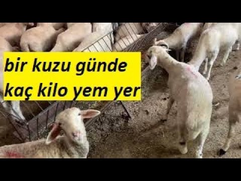 kurbanlık kuzu ne kadar yem yemeli / Besideki kuzu ne kadar yem yemeli