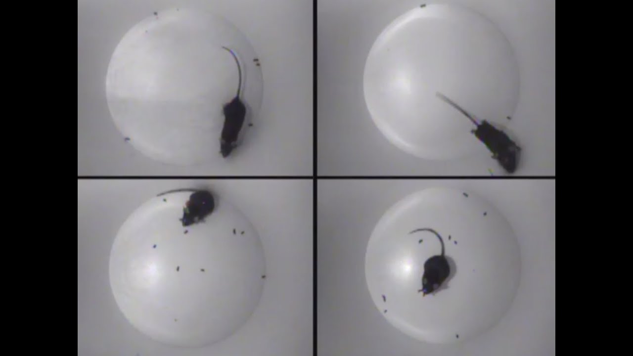 College Level Behavioral Psychology Rat Study - Extinction D2 T3 ...