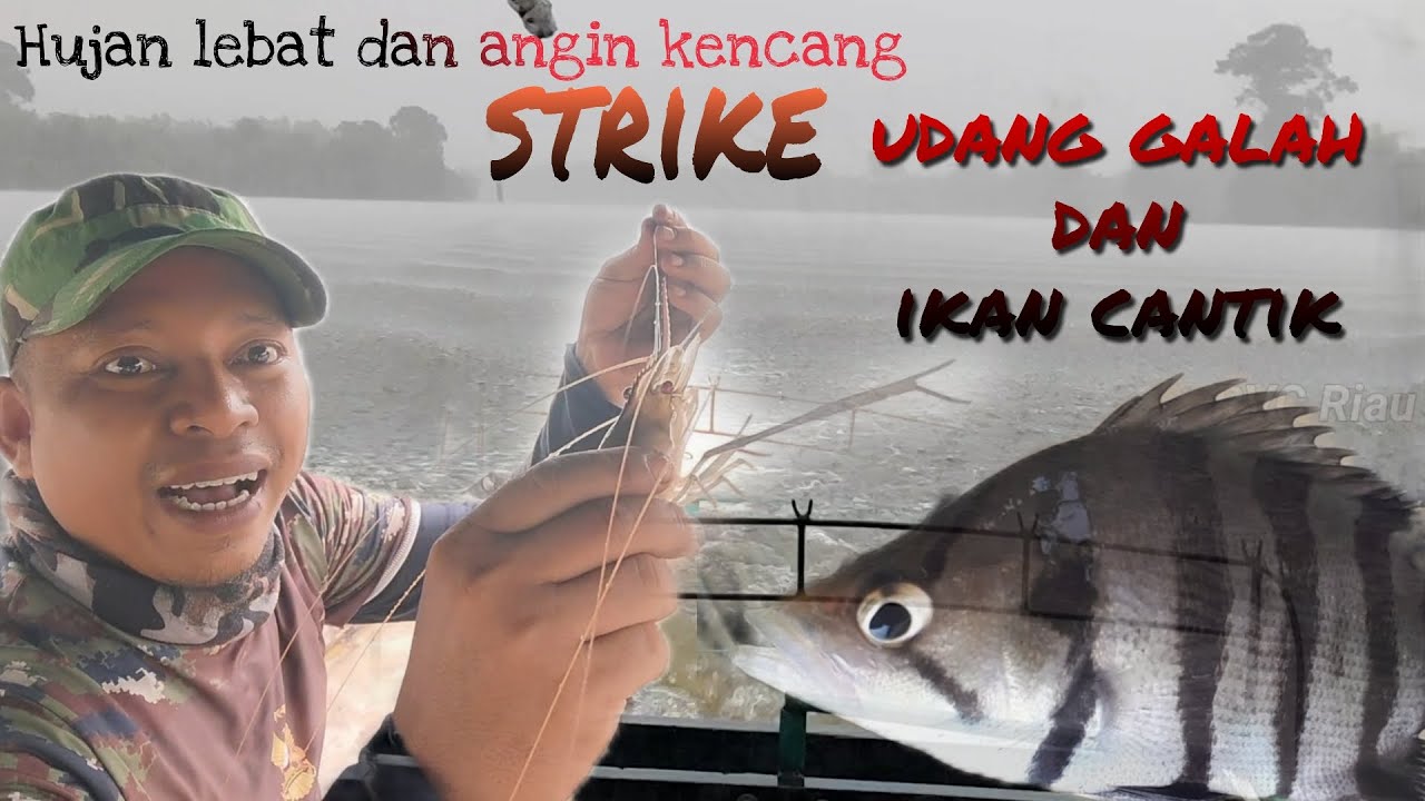 MANCING UDANG GALAH|| DAPAT IKAN MAHAL DAZT /BELANG MACAN || TERJEBAK ...