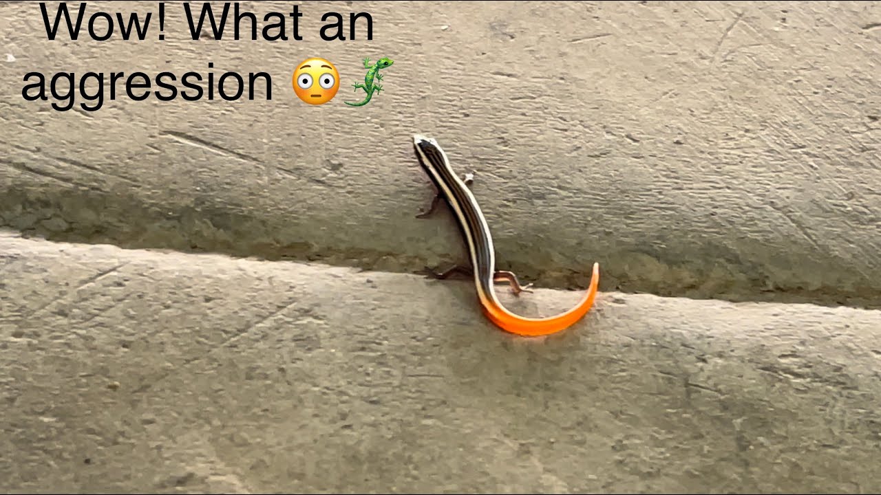 Tiny yet aggressive Skink | அரணை | Beautiful show off | most beautiful ...