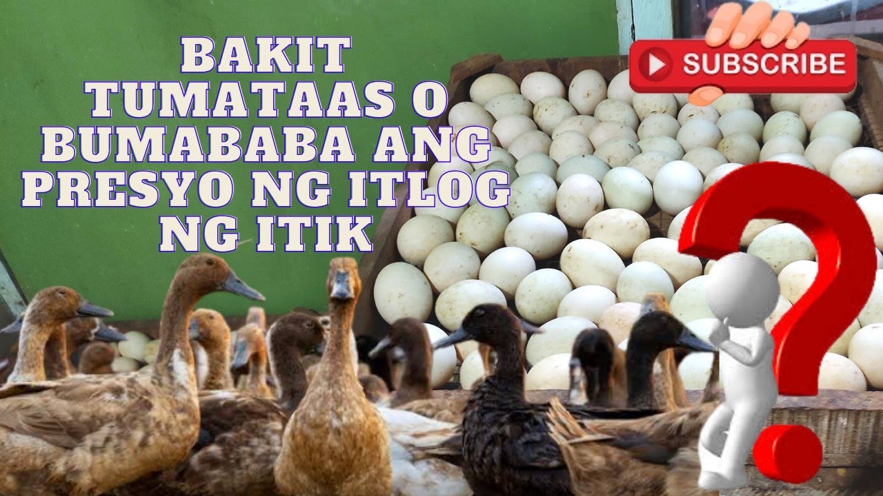 Bakit nga ba bumababa o tumataas ang presyo ng itlog ng itik ? Duck egg ...