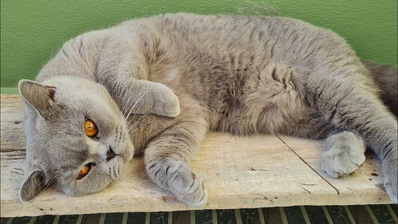 Fluffy The British Shorthair Cat - YouTube