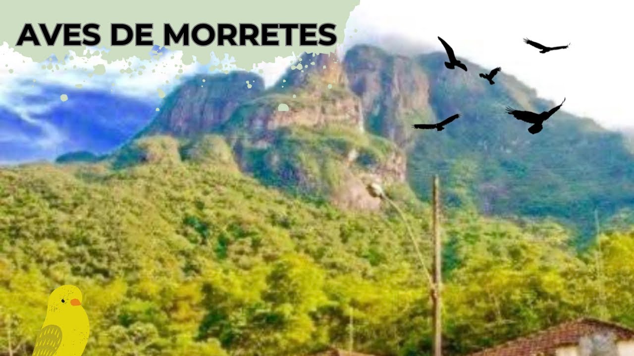AVES DE MORRETES - PR - YouTube