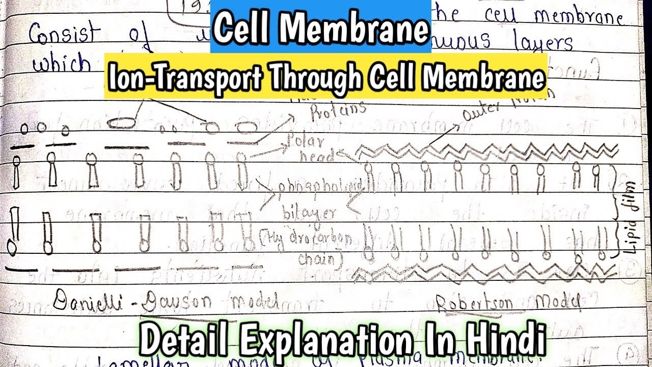 Cell Membrane || Lamellar Models || Fluid Mosaic Model || Function of ...