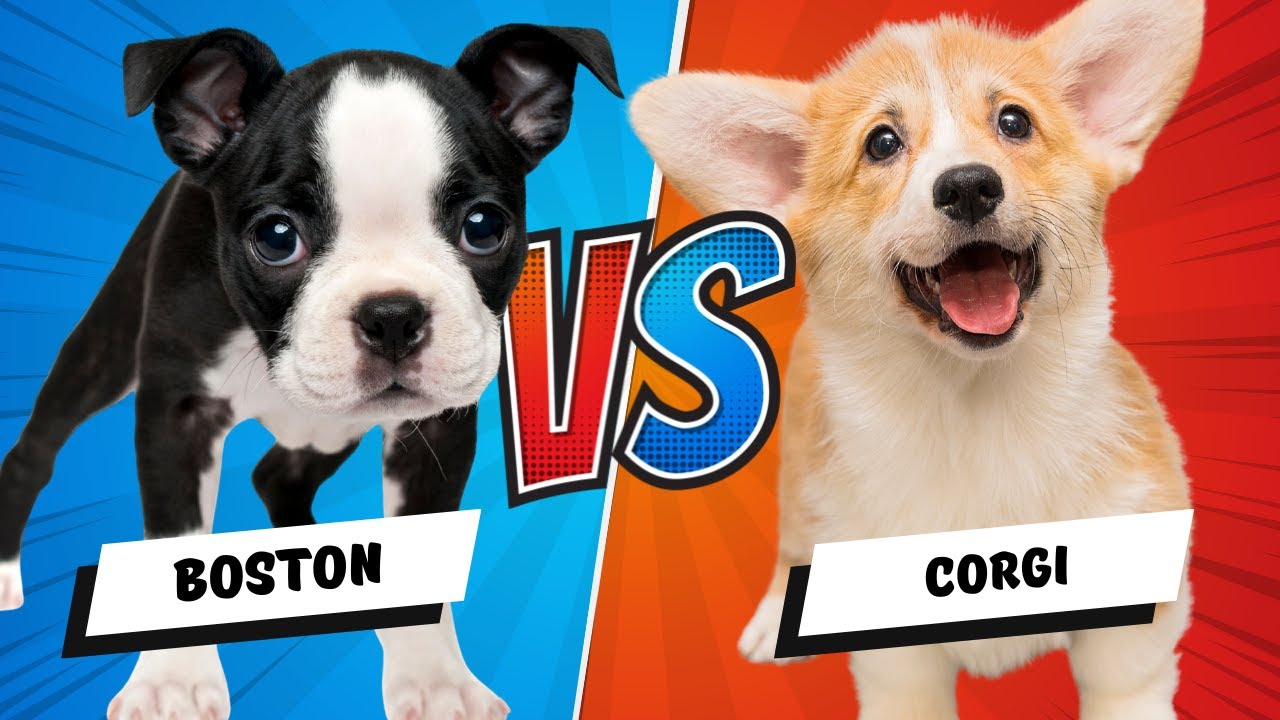 Boston Terrier vs. Corgi: Who Wins the Cuteness Battle? - YouTube