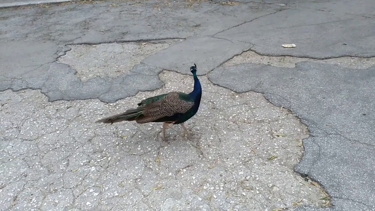 Paunovi na ulicama Splita - YouTube