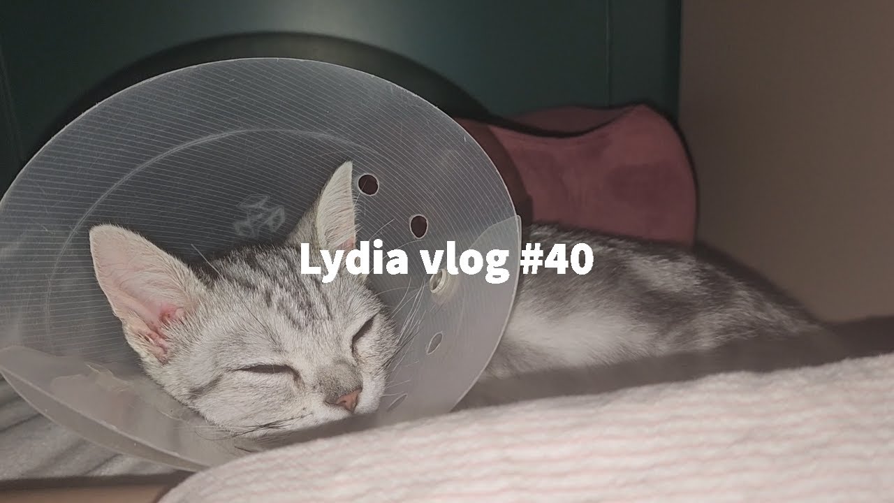 [ENG] Lydia vlog #40 | 내가 품종묘를 입양한 이유 | 9월 초까지의 근황 | 고양이 자동급식기 | 미니제습기 ...