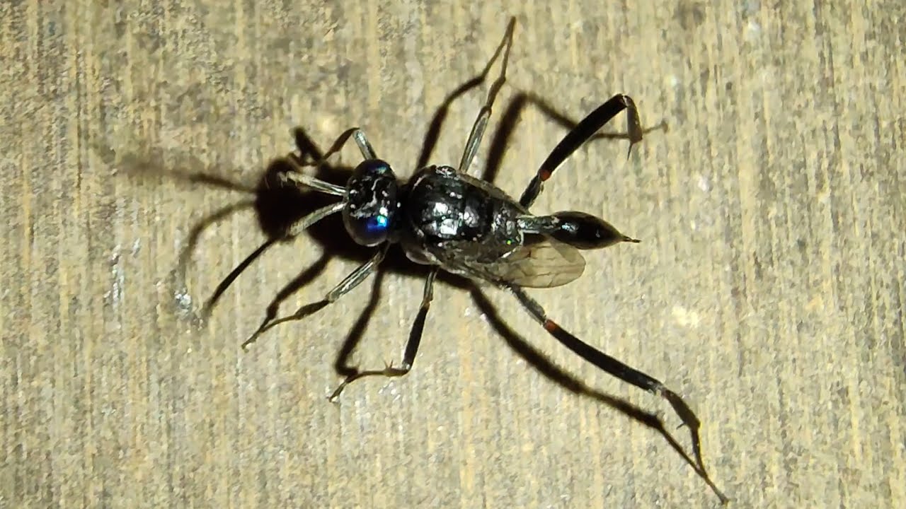 The Blue-eyed Wasp | Cockroach killer - YouTube