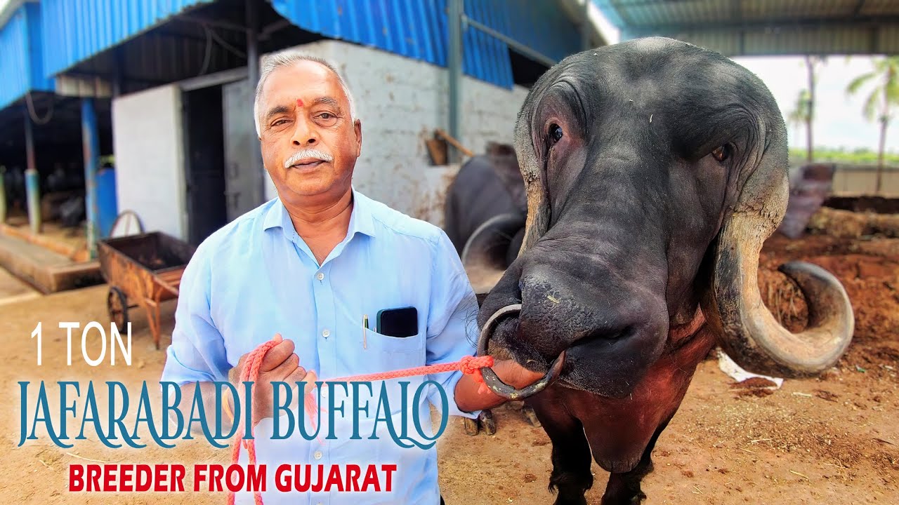 Biggest Jafarabadi Buffalo Bull at Gopal Naidu Dairy Farm at Haradi ...
