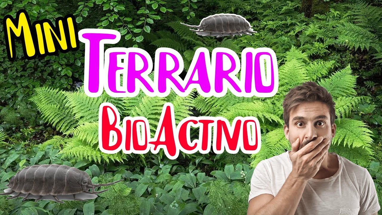 Terrario Bioactivo con plantas comunes - YouTube
