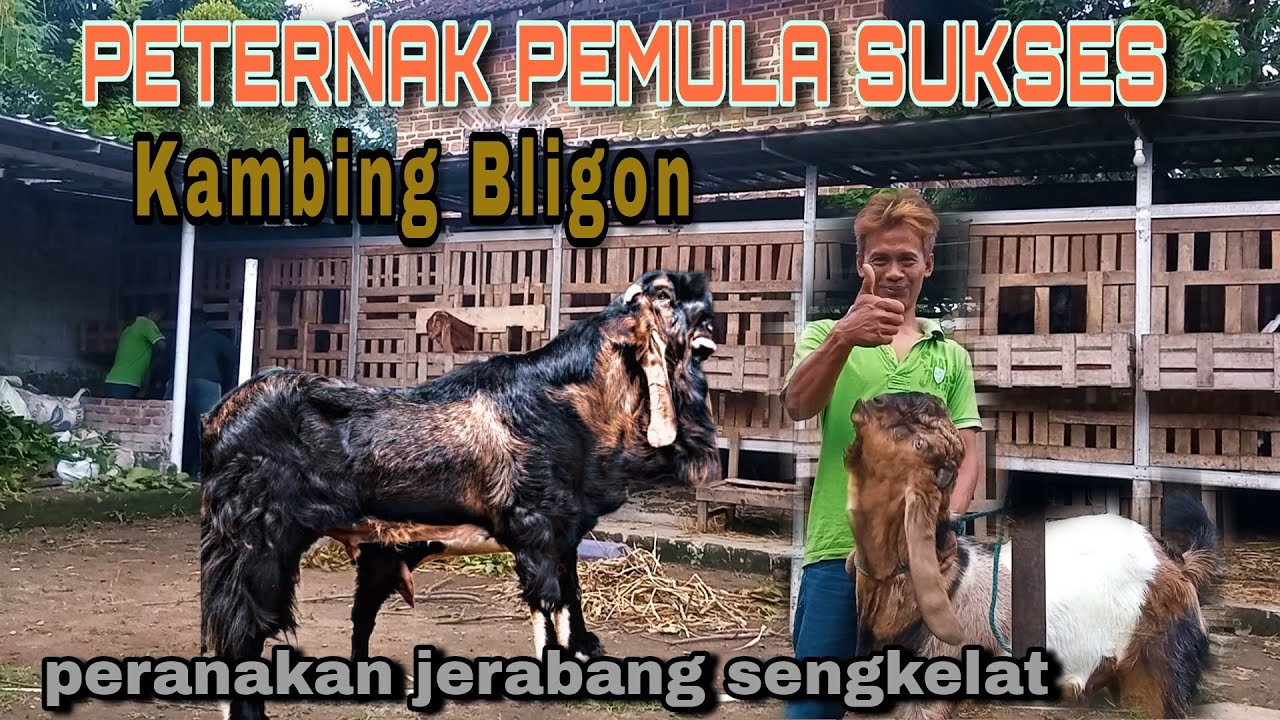 DULU PETERNAK KAMBING BLIGON‼️ SEKARANG SUKSES PERANAKAN JERABANG, PE ...