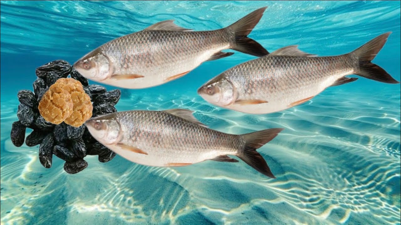 Mirgle & Narain Fish Bait (Rahu & Marakh Fish Bait )#fishing # ...