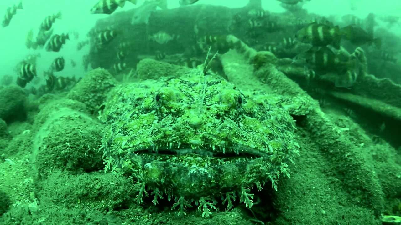 La Baudroie du "38 mètres" - YouTube