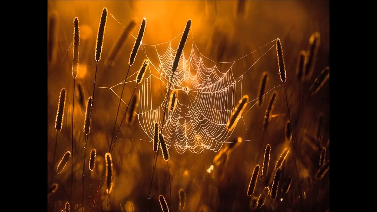 Lambchop - The New Cobweb Summer - YouTube