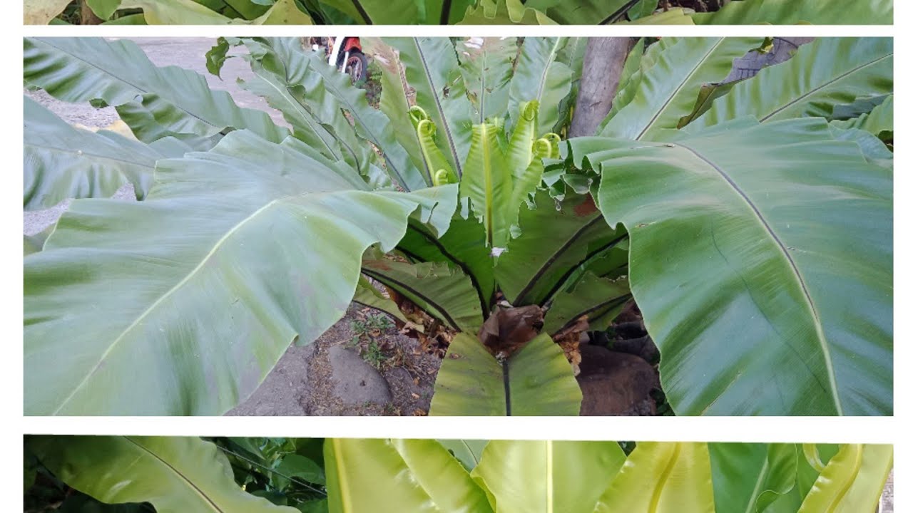 Giant Bird's Nest Fern (manalo) 10 years of age - YouTube