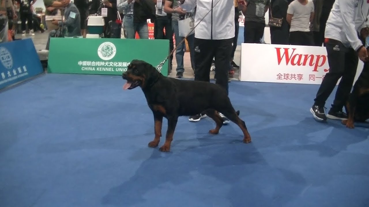 Rottweiler World dog show in Shanghai 2019 - YouTube