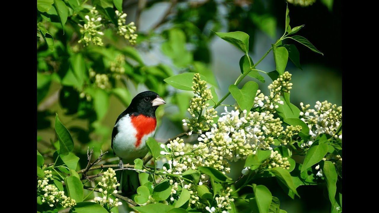 An Inside Look: Spring Migration - YouTube